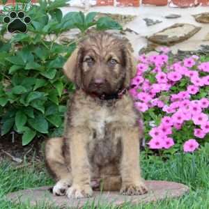 Maria Nolt - Greenfield Puppies