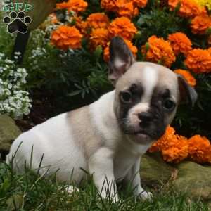 Willis Yoder - Greenfield Puppies