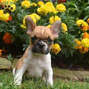 Willis Yoder - Greenfield Puppies