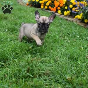 Willis Yoder - Greenfield Puppies