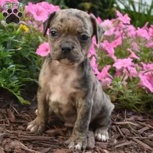 Willis Yoder - Greenfield Puppies