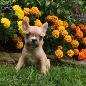 Willis Yoder - Greenfield Puppies