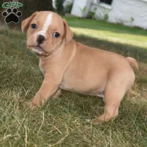 Willis Yoder - Greenfield Puppies