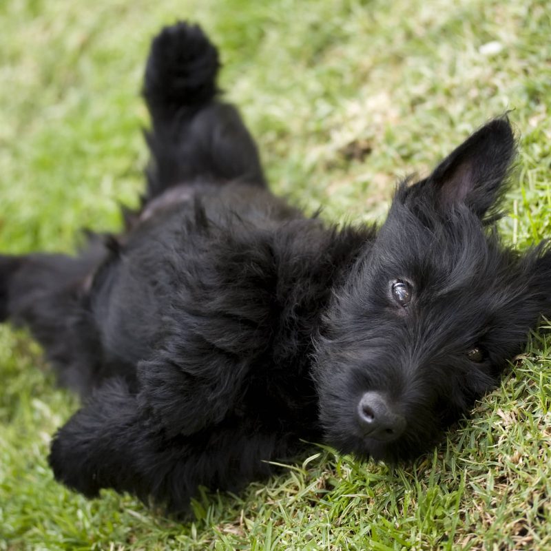 4 Fun Facts About Scottish Terriers | Greenfield Puppies