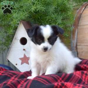 Daniel S Beiler - Greenfield Puppies