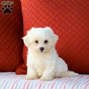 Linda Beiler - Greenfield Puppies