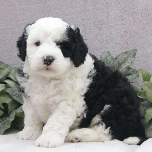 Mini Sheepadoodle Puppies for Sale | Greenfield Puppies