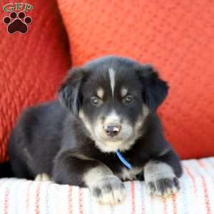 Linda Beiler - Greenfield Puppies