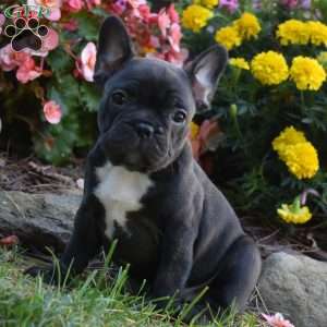 Willis Yoder - Greenfield Puppies