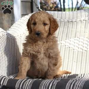 Levi & Rachel Mae Smucker - Greenfield Puppies