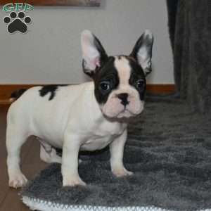 Willis Yoder - Greenfield Puppies