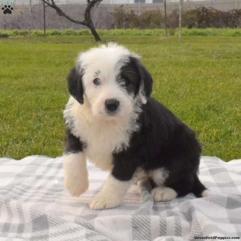 Old English Sheepdog Mix Puppies for Sale | Greenfield Puppies