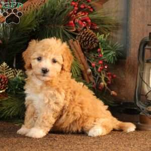 Leah Lapp - Greenfield Puppies