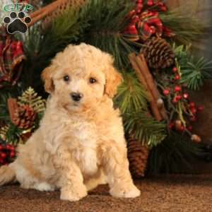 Leah Lapp - Greenfield Puppies