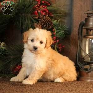 Leah Lapp - Greenfield Puppies
