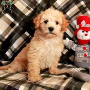 Leah Lapp - Greenfield Puppies