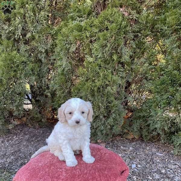 Are Cavapoos Tails Docked