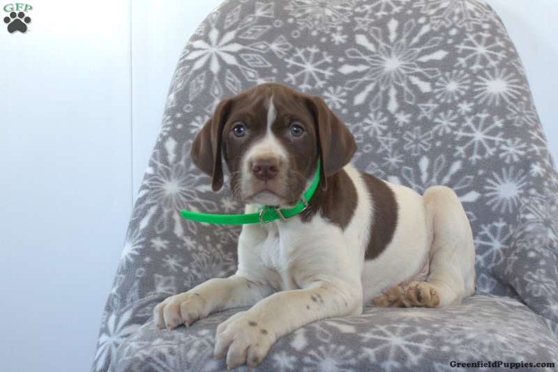Hayden - German Shorthaired Pointer Mix Puppy For Sale in Pennsylvania