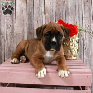 Dwayne & Rosanne Martin - Greenfield Puppies