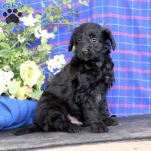 Jacob & Barbara Stoltzfus - Greenfield Puppies