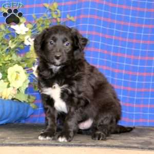 Jacob & Barbara Stoltzfus - Greenfield Puppies