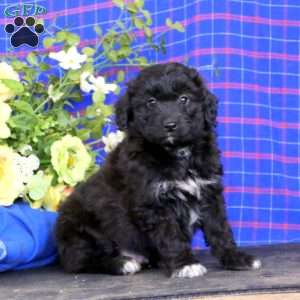 Jacob & Barbara Stoltzfus - Greenfield Puppies