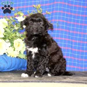 Jacob & Barbara Stoltzfus - Greenfield Puppies
