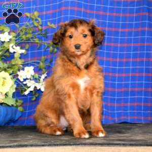 Jacob & Barbara Stoltzfus - Greenfield Puppies