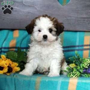 Leah Lapp - Greenfield Puppies