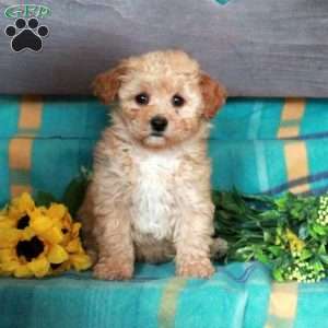 Leah Lapp - Greenfield Puppies