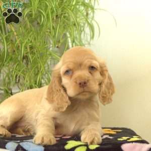 Lloyd & Emma Stoltzfoos - Greenfield Puppies