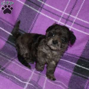 Willis Yoder - Greenfield Puppies