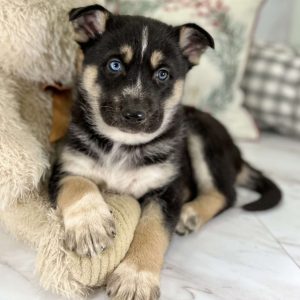 Shepsky Puppies for Sale - Greenfield Puppies