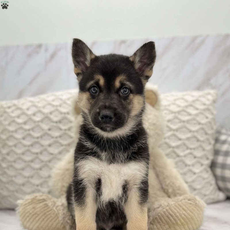 Shepsky Puppies for Sale - Greenfield Puppies
