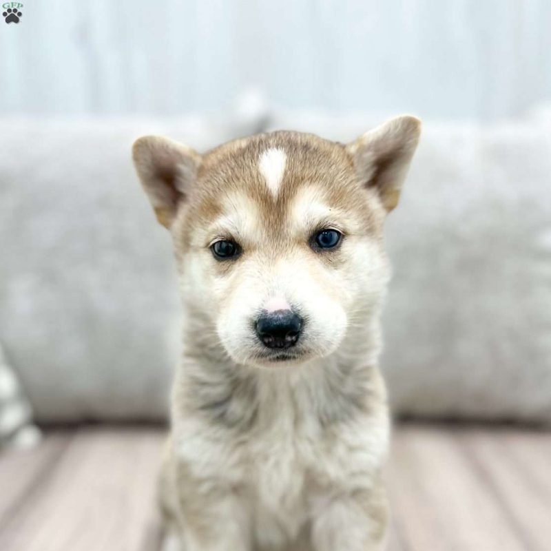 Shepsky Puppies for Sale - Greenfield Puppies
