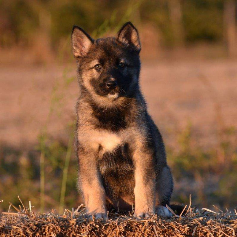 Shepsky Puppies for Sale - Greenfield Puppies