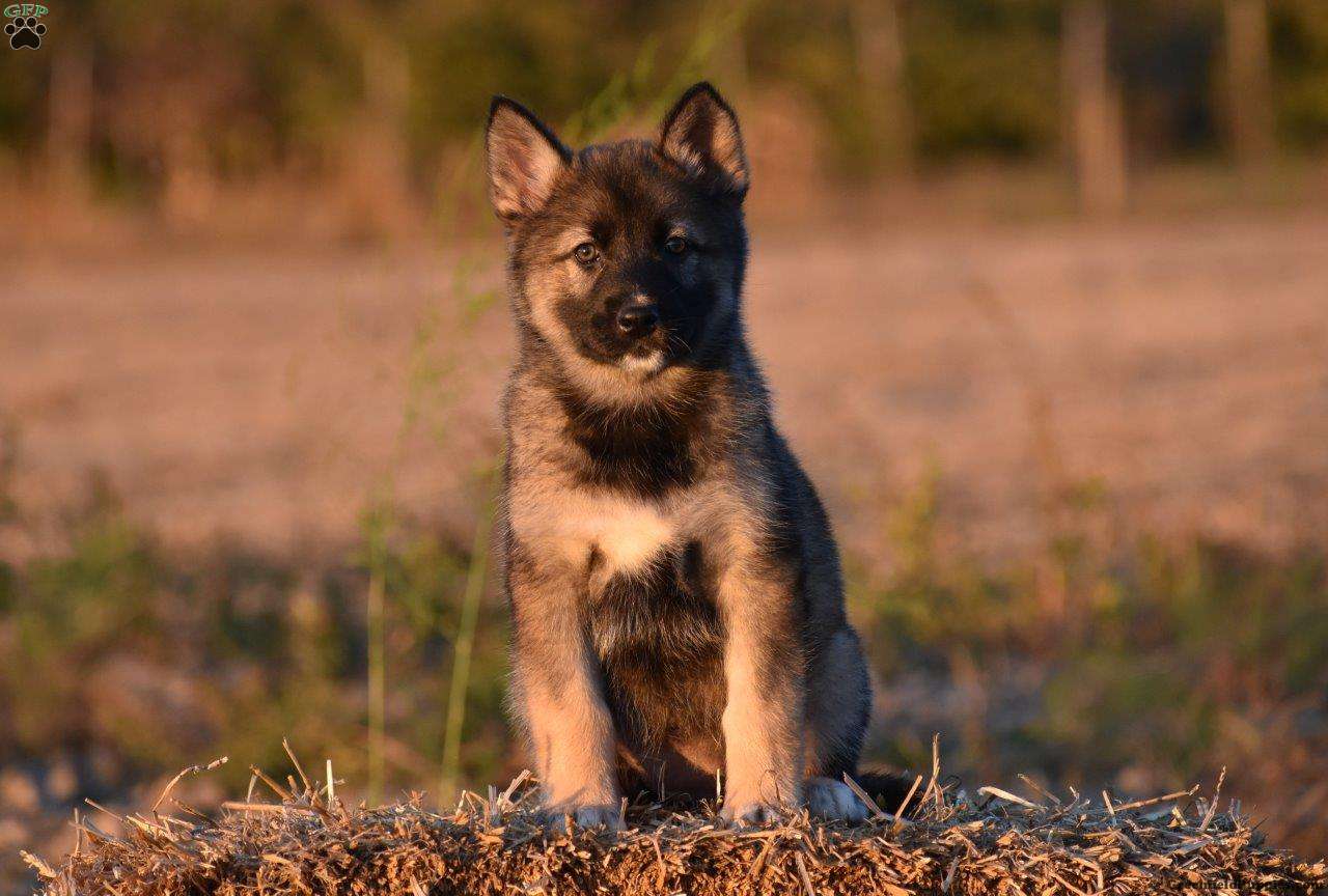 Shepsky Puppies for Sale - Greenfield Puppies