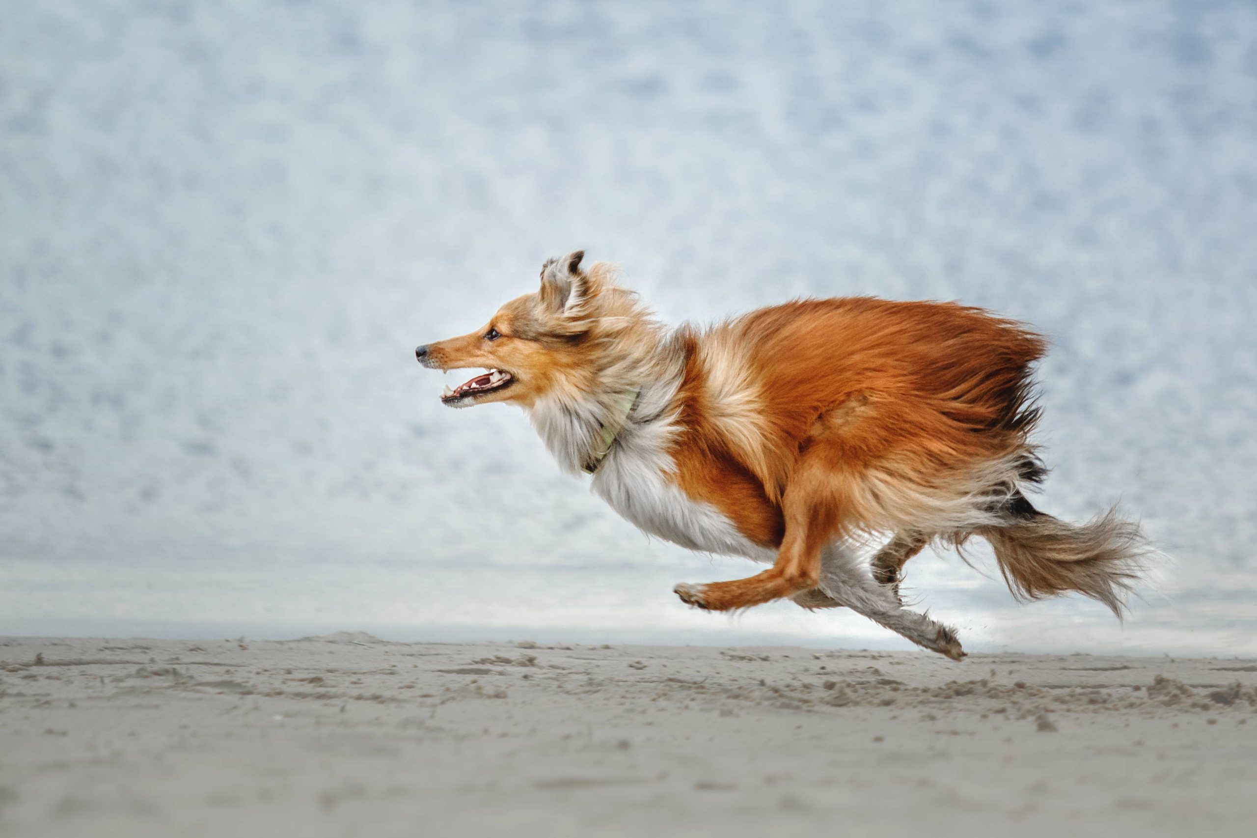 What to Know About the Zoomies | Greenfield Puppies