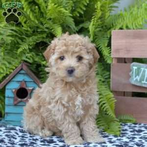 Anna Beiler - Greenfield Puppies
