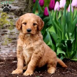 Samuel & Lena Lapp - Greenfield Puppies