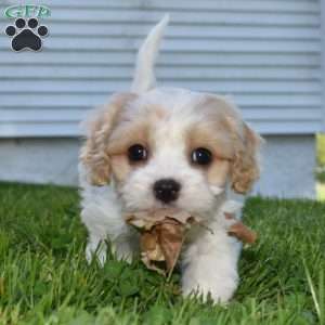 Willis Yoder - Greenfield Puppies