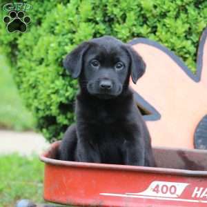 Ephraim King - Greenfield Puppies