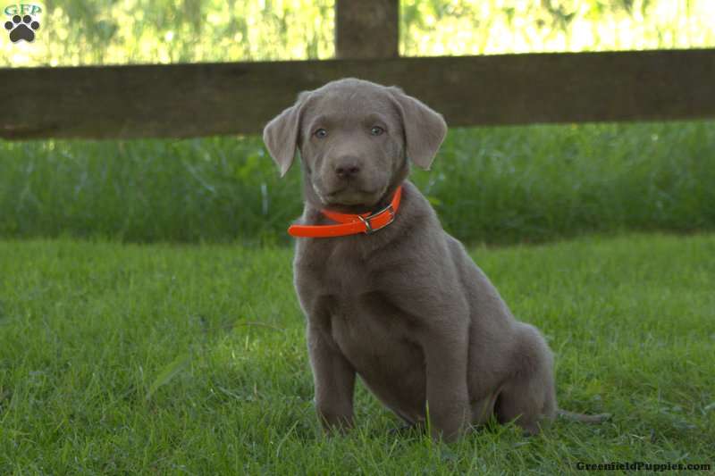 Are Silver Labradors Bad