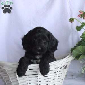 Gideon Lapp - Greenfield Puppies
