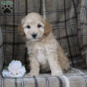 Joel Stoltzfus - Greenfield Puppies
