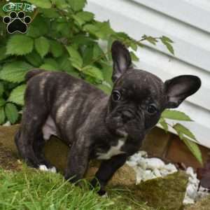 Willis Yoder - Greenfield Puppies