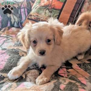 Cavapom Puppies For Sale | Greenfield Puppies