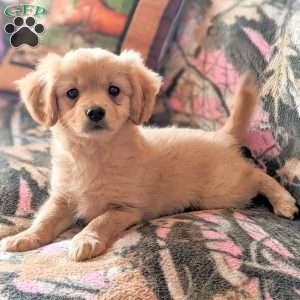 Cavapom Puppies For Sale | Greenfield Puppies