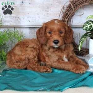 Jacob & Emma Riehl - Greenfield Puppies