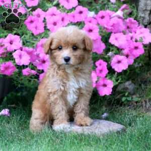 Pomapoo Puppies For Sale | Greenfield Puppies